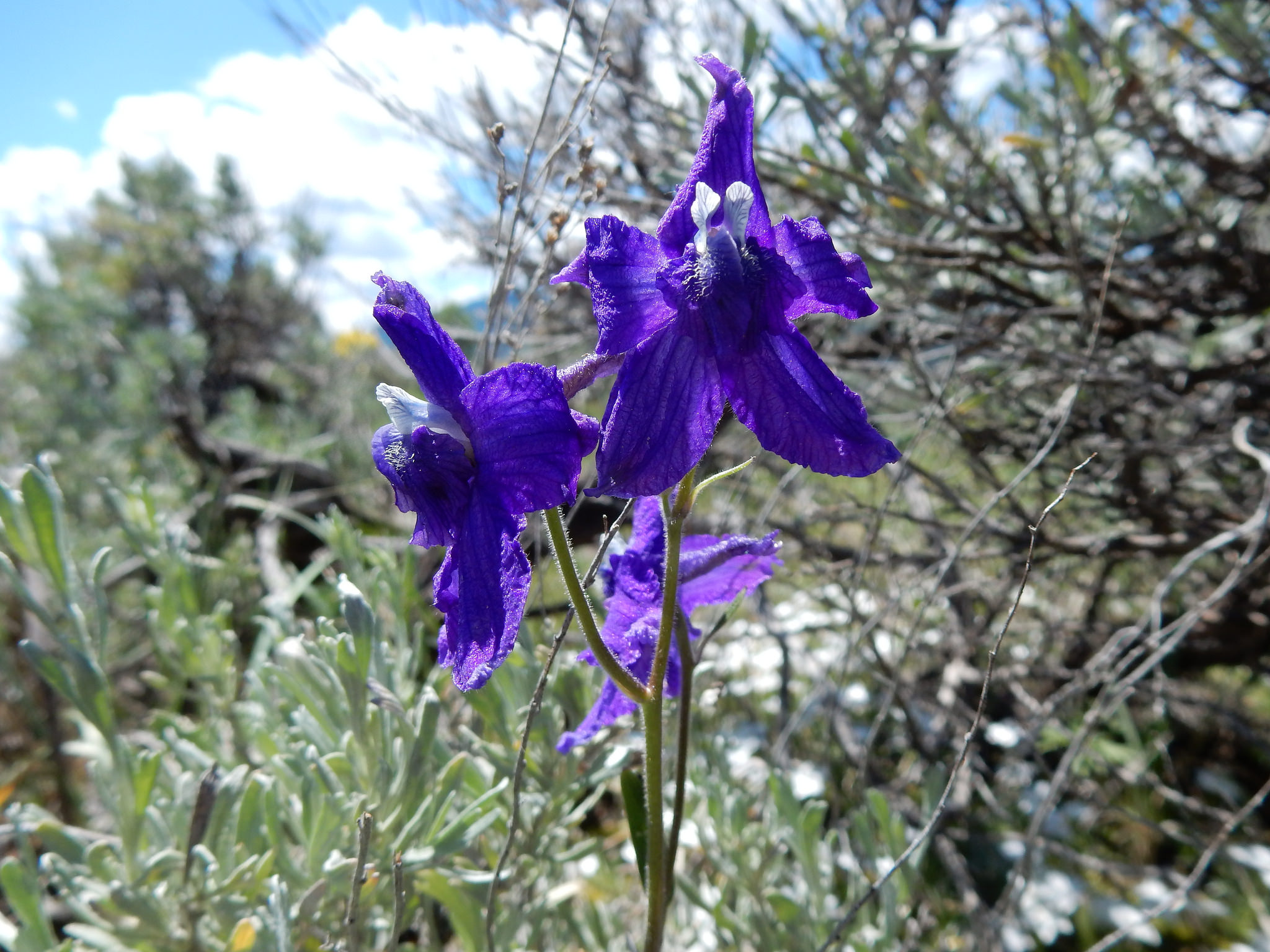Mitigating Risk of Poisonous Plants – Range Management